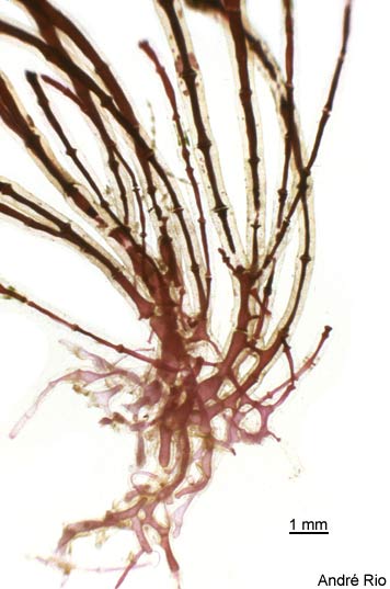 Faune algue Rhodophyta Bornetia secundiflora Atlantique Manche